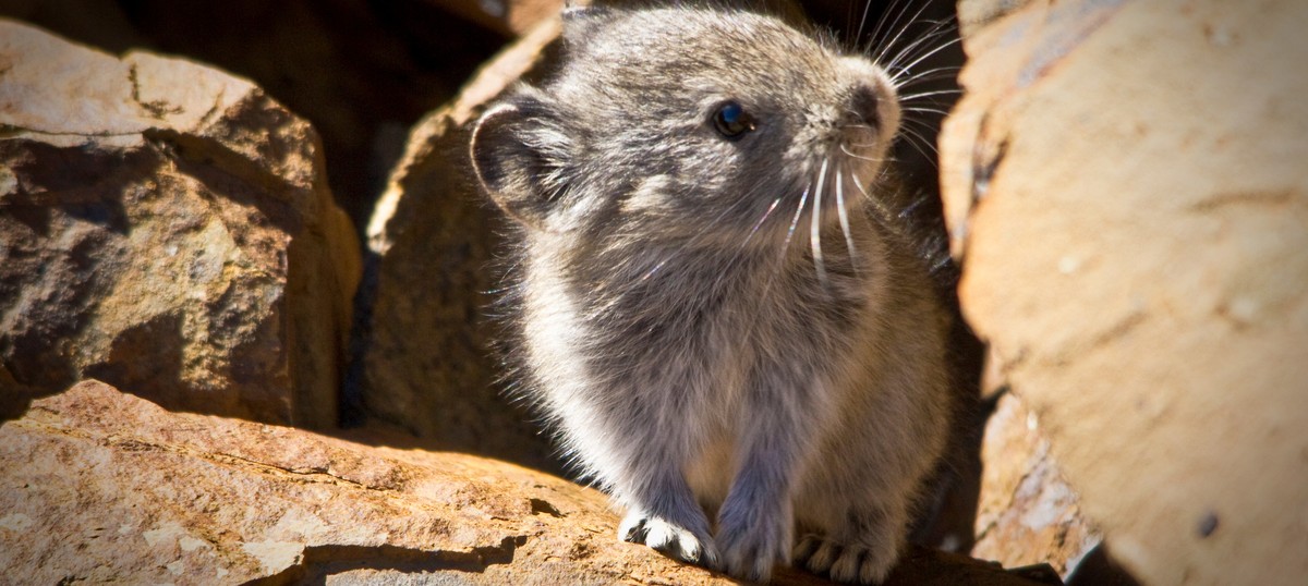 In Himalayas, a cute rabbit-like animal is threatened by global warming