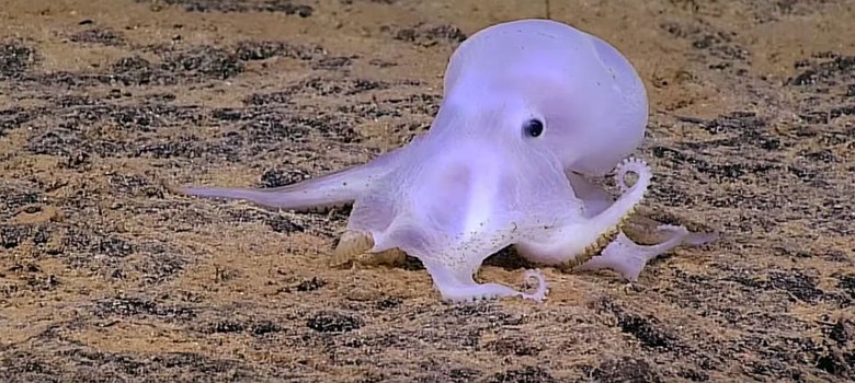 Scientists may have discovered ‘Casper’, a new octopus species near Hawaii