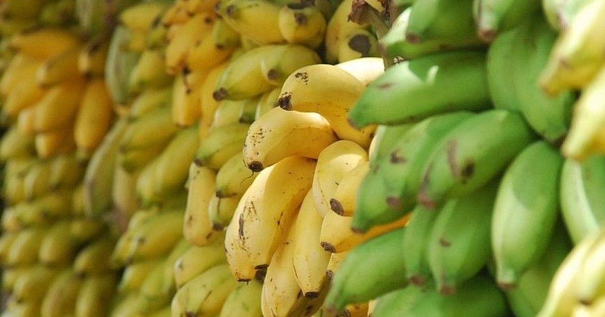 Banana: Prehistoric people spread the domesticated variety across the ...