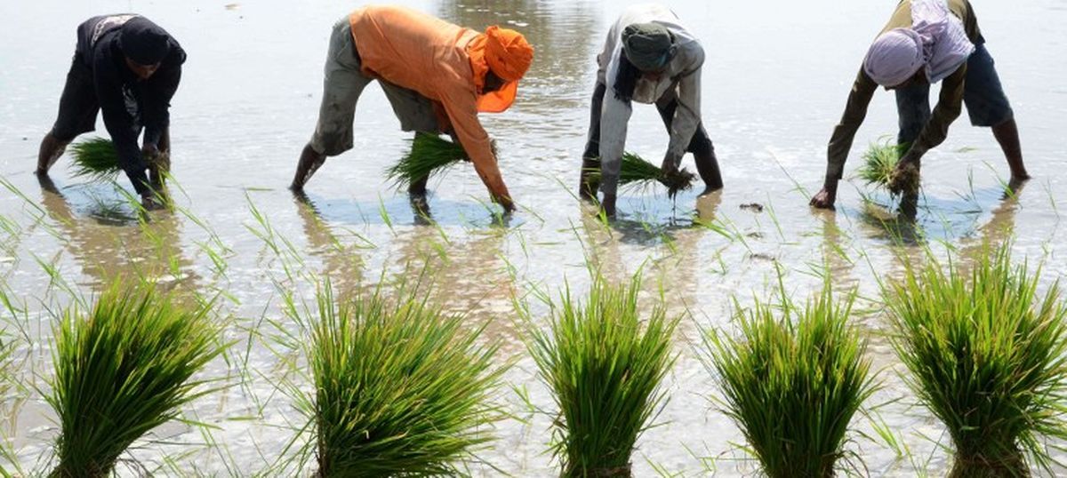 Punjab is set for record rice production this year, but at a heavy price