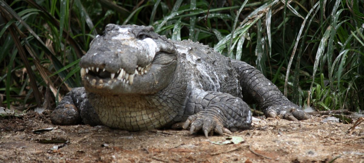 From nostrils to crocodile blood: Ten surprising places to look for ...