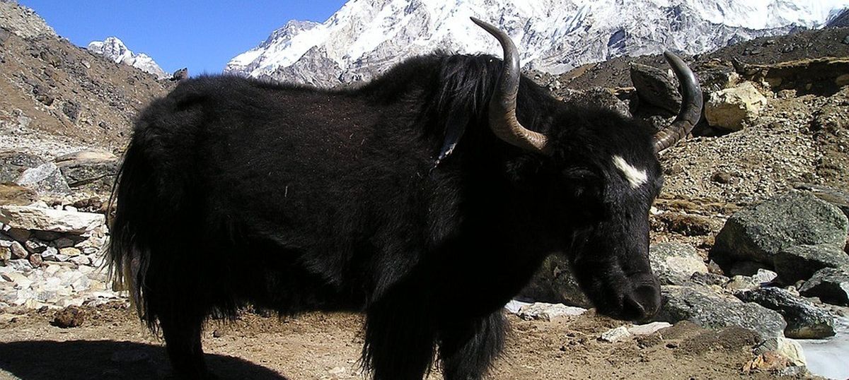 The three factors that are threatening yaks in the Himalayas
