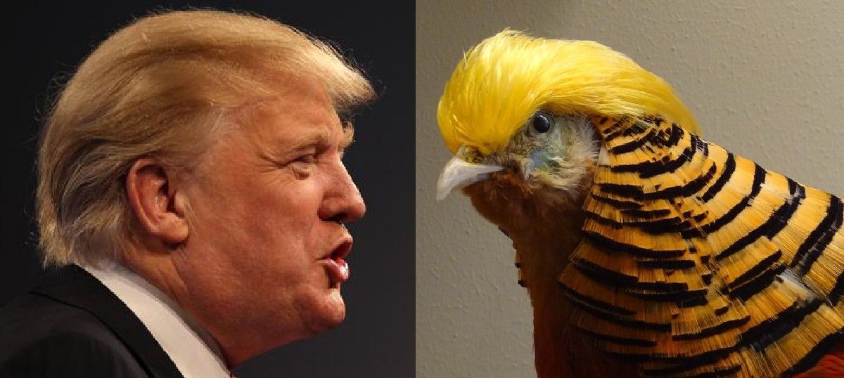 A bird with Donald Trump's hairdo has been spotted in a Chinese safari park