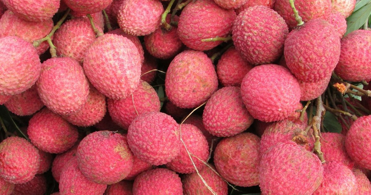 'Litchi deaths' in Muzaffarpur are not mysterious and finding their ...