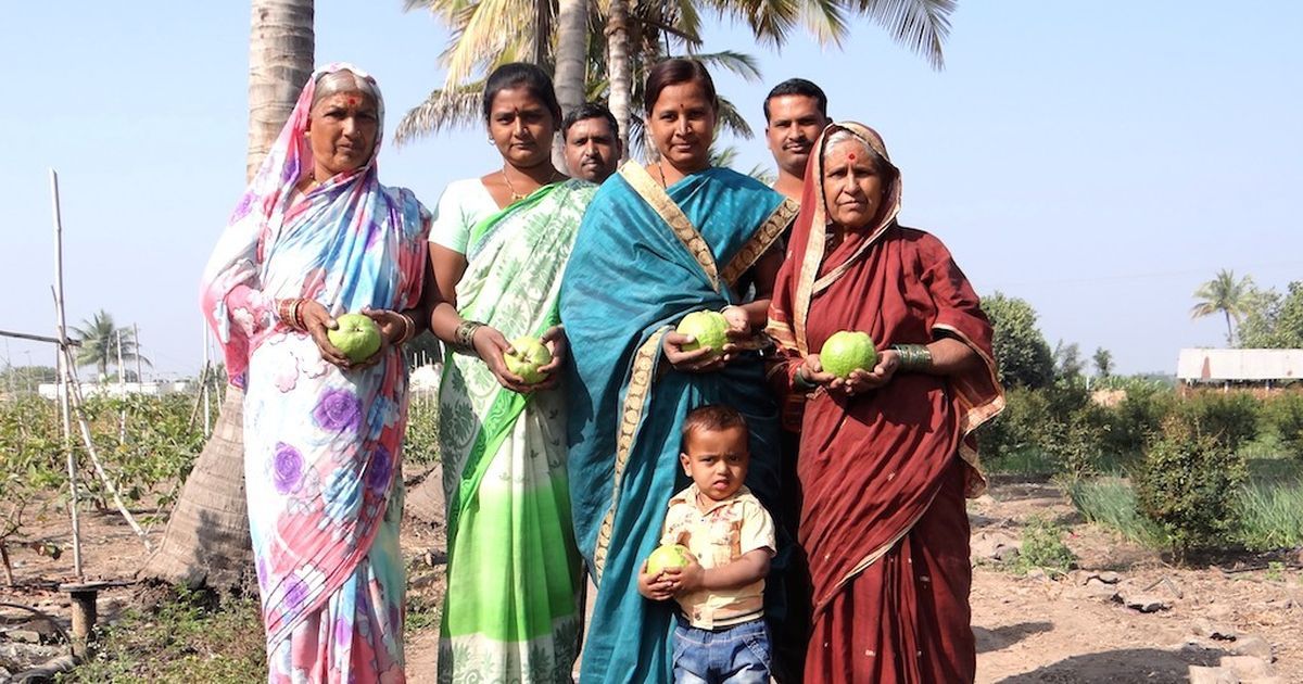 'One is enough for the entire family': A new variety of guava is ...