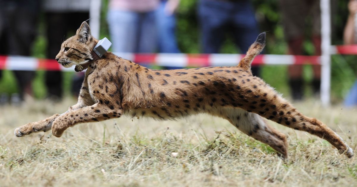Lynx UK Trust plans to reintroduce cat species in the United Kingdom ...