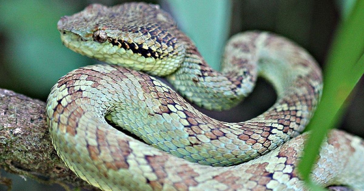 Photos: This shy Indian viper may finally get more admirers because of ...