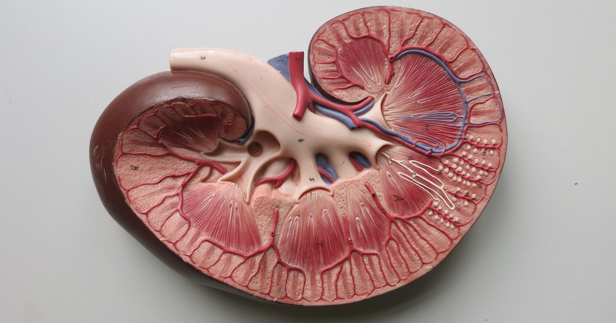Lab notes: A new method may simplify diagnostic testing for kidney function
