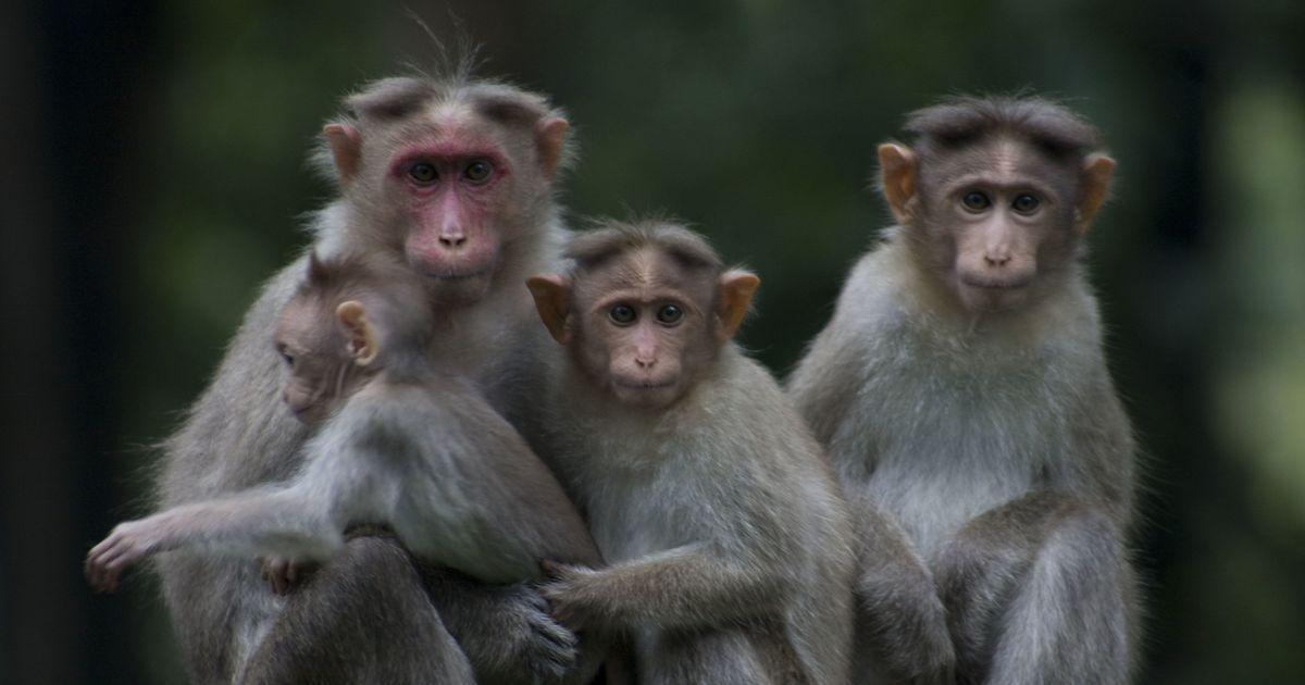 How South India is losing its endemic bonnet monkey to the aggressive ...