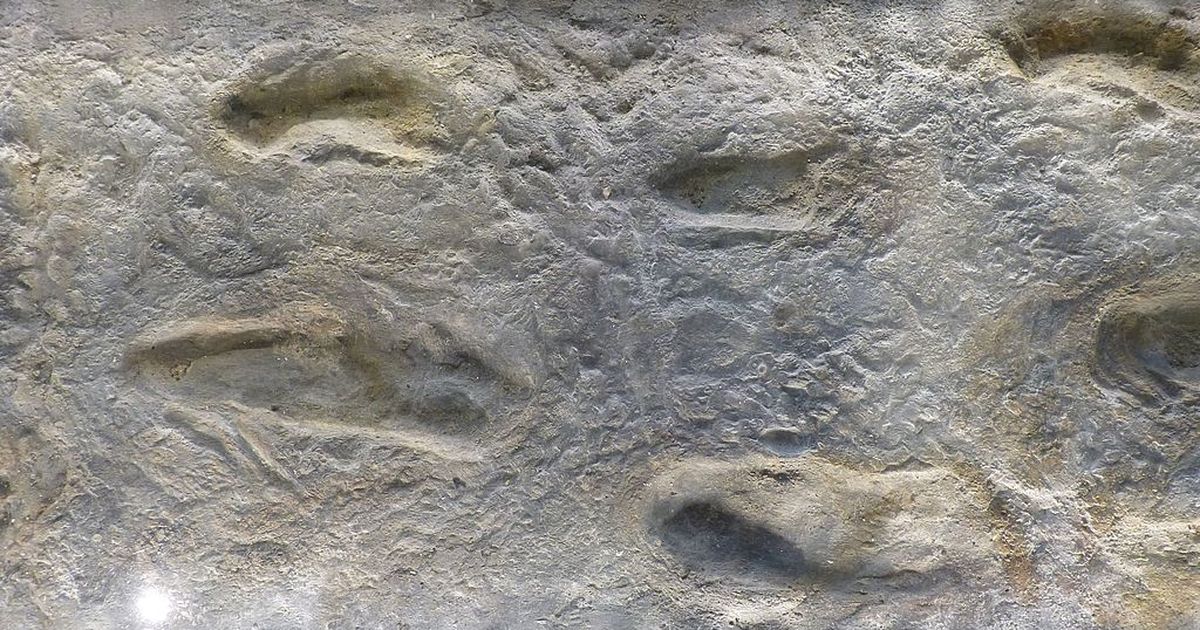 Ancient footprints in Crete challenge theory of human evolution – but ...