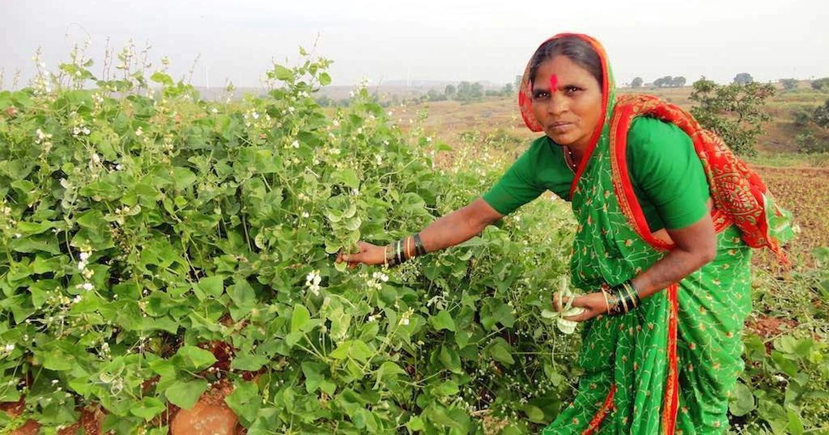Maharashtra seed mother pioneers conservation of native varieties