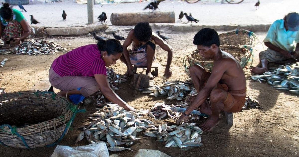 Around the world, traditional fisheries are throwing away fish that ...