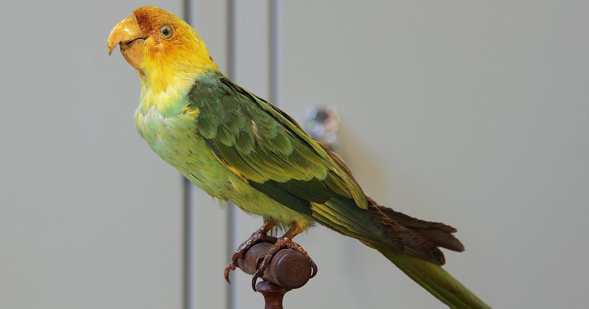 What the tragic story of the extinct Carolina parakeet can tell us ...