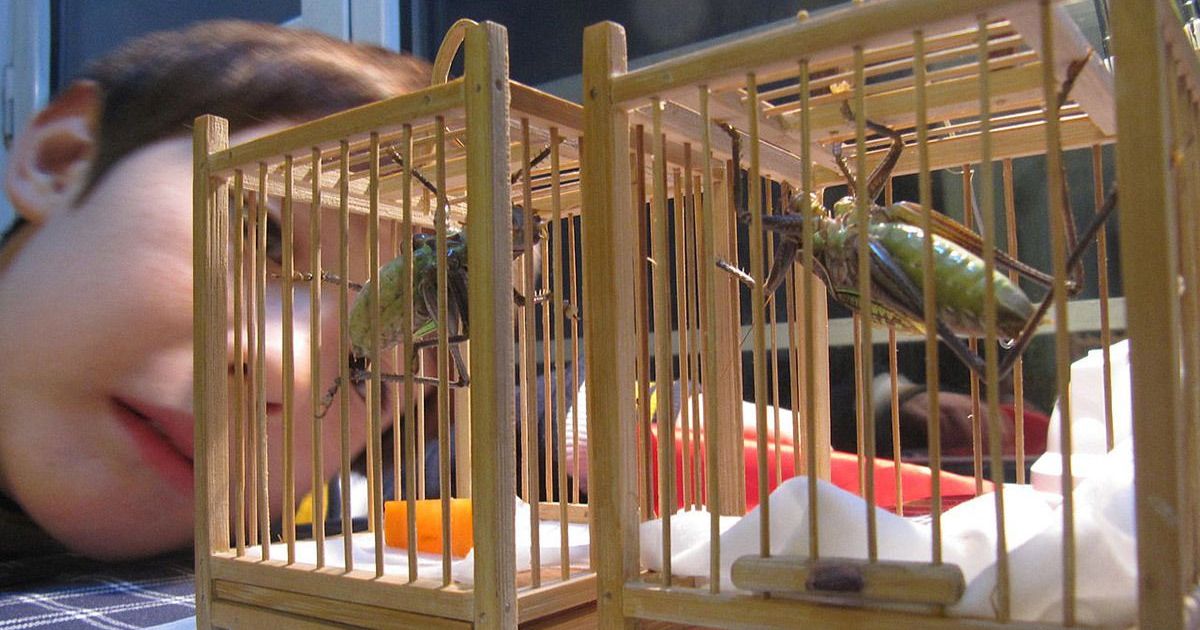 The violent and royal history of cricket matches in China