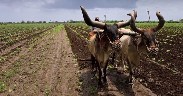 How sustainable farming practices can secure India's food for the future