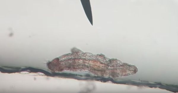 Video: The world’s most indestructible animal can even survive in space