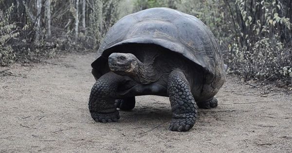 How we discovered the vampire bats that have learned to drink human blood