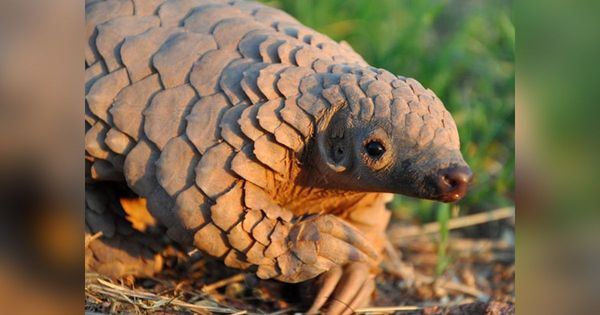 How US zoos bred endangered pangolins, considered impossible to keep ...