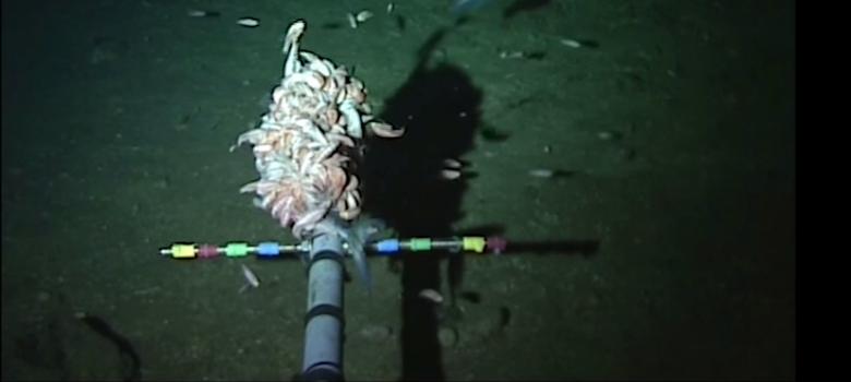 How we found world’s deepest fish in the Mariana Trench – and why we ...