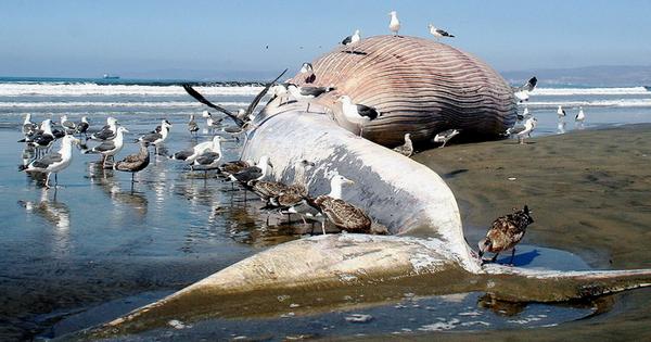 Japan tsunami in 2011 sent a million sea animals floating across the ...