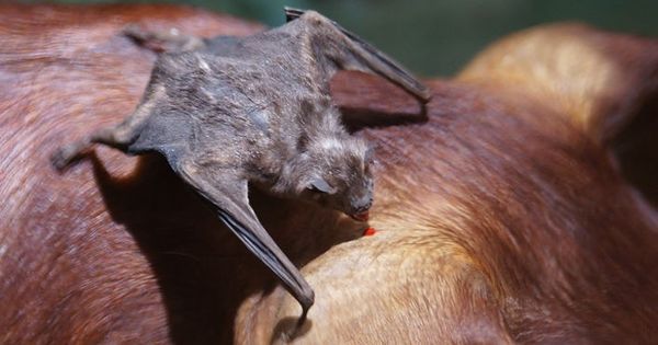 How we discovered the vampire bats that have learned to drink human blood