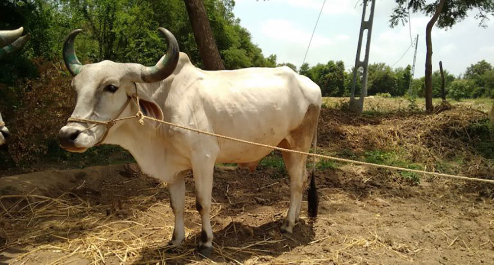 How the growing cow protectionism can hurt cattle (especially male) in ...